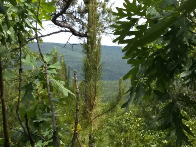 N4390 St, Panola, OK 74559 (Off Market MyStateMLS Listing #10507001)