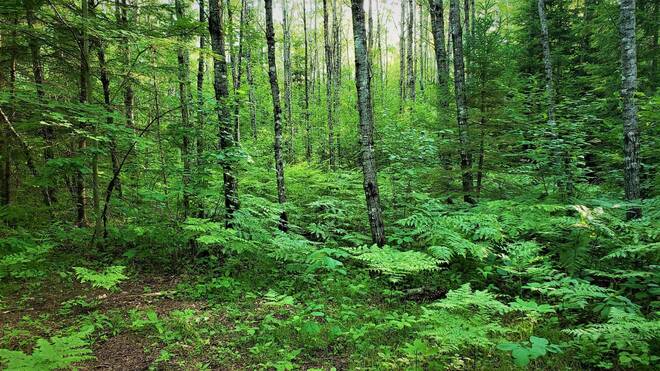 Lot #8 Bennet Road, Amberg, WI 54102 (Sold NYStateMLS Listing #10889852)